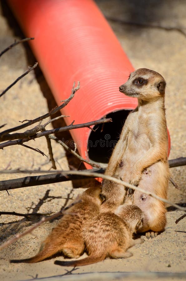 Suricate and cubs stock image. Image of hair, animal - 38946939