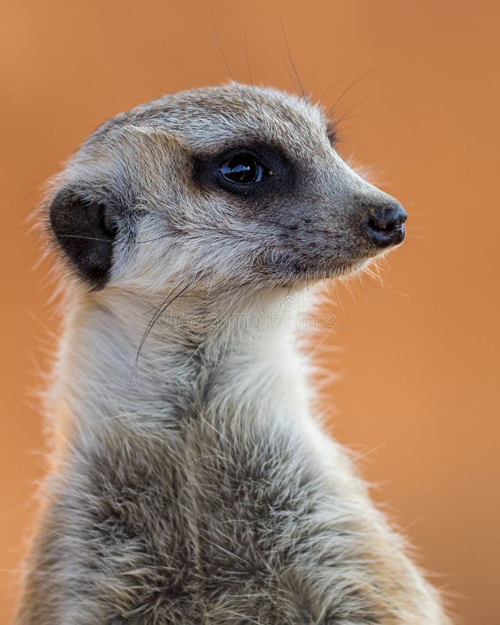 Cute Suricate or Meerkat stock image. Image of cute, portrait - 6508539