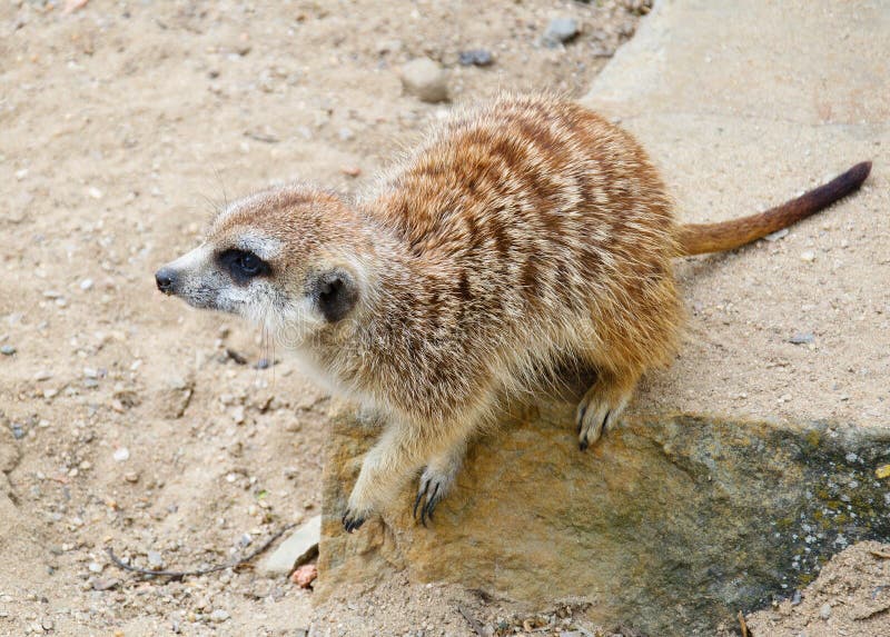 Cute Suricate or Meerkat stock image. Image of cute, portrait - 6508539