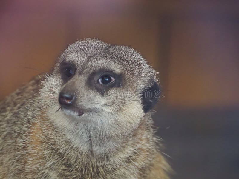 Suricate Face Close Up Cute Face Stock Photo - Image of squirrel ...