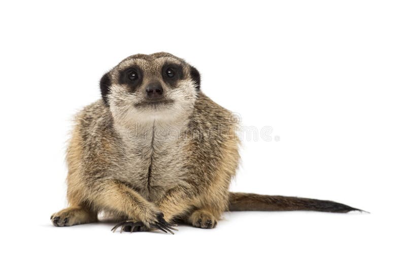 Suricate Facing Camera, Paws Folded, Isolated Stock Photo - Image of ...