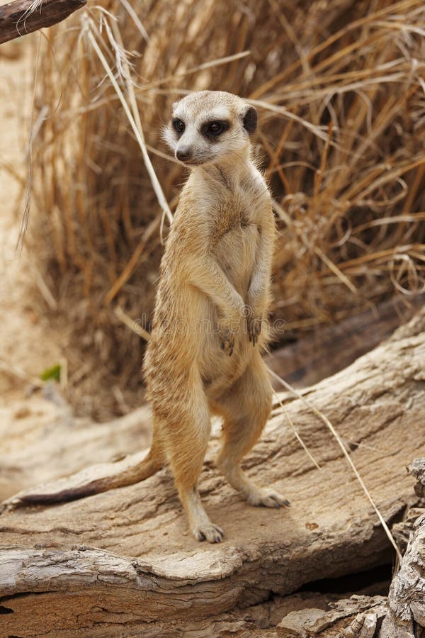 Suricate on guard stock photo. Image of suricatta, standing - 7597286