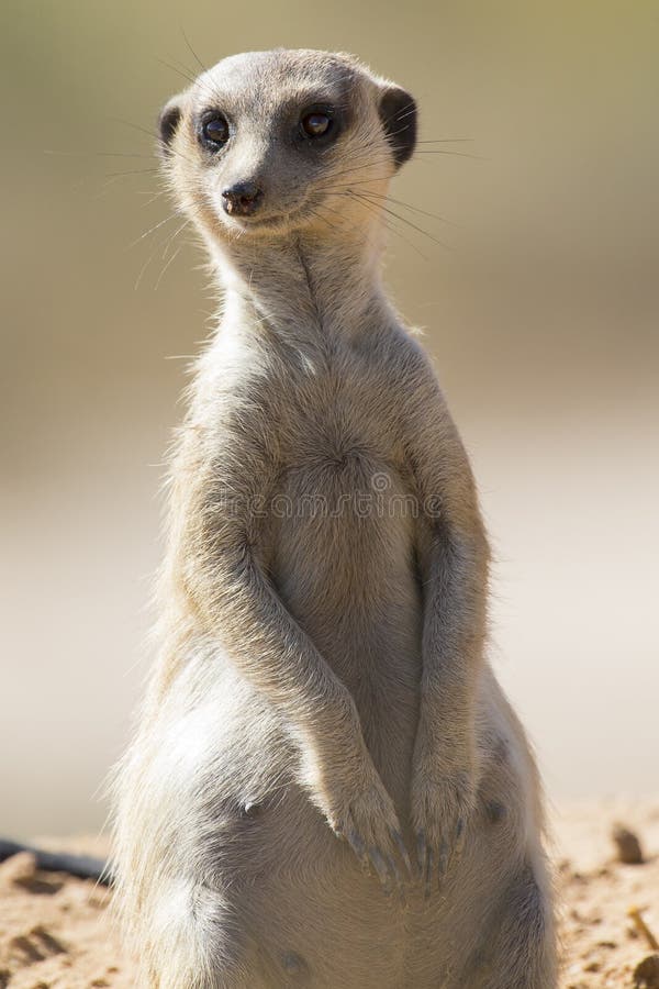 Suricate Keeps a Lookout at Its Den in Sandy Soil of the Kalahari Stock ...