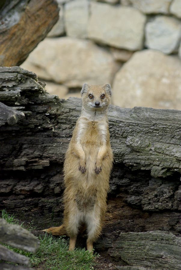 Suricate stock photo. Image of endangered, rodents, suricate - 65051030
