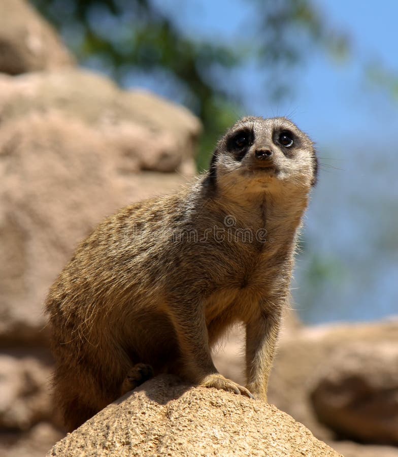 Suricate stock image. Image of wild, suricate, travel - 59042839