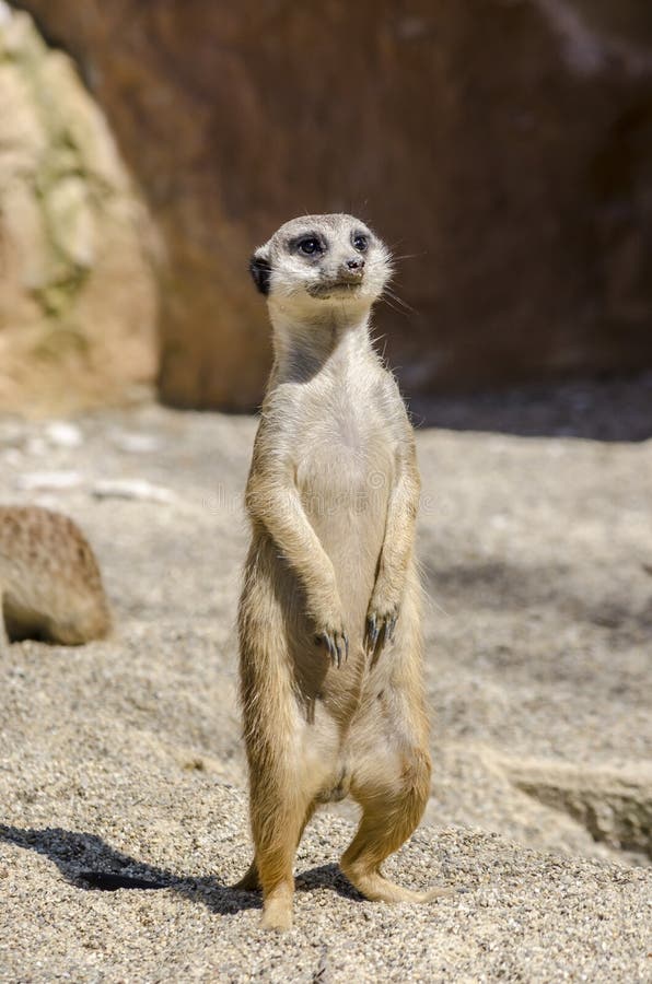 Suricate on the lookout stock image. Image of upright - 30475903