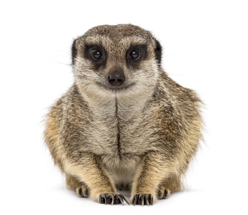 Suricate Lying and Looking at the Camera, Isolated Stock Photo - Image ...
