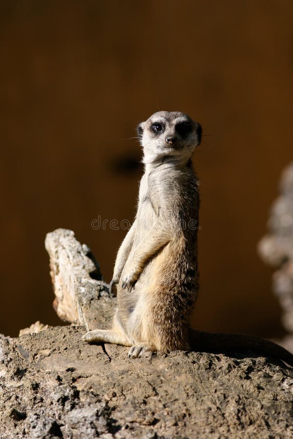 Meerkat (suricate) Family, Kalahari, South Africa Stock Photo - Image ...