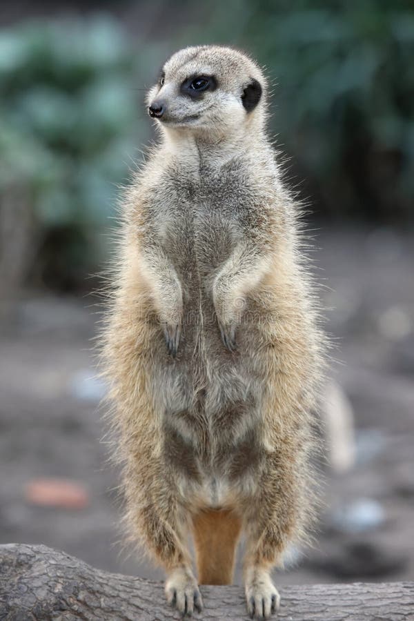 Cute Suricate or Meerkat stock image. Image of cute, portrait - 6508539