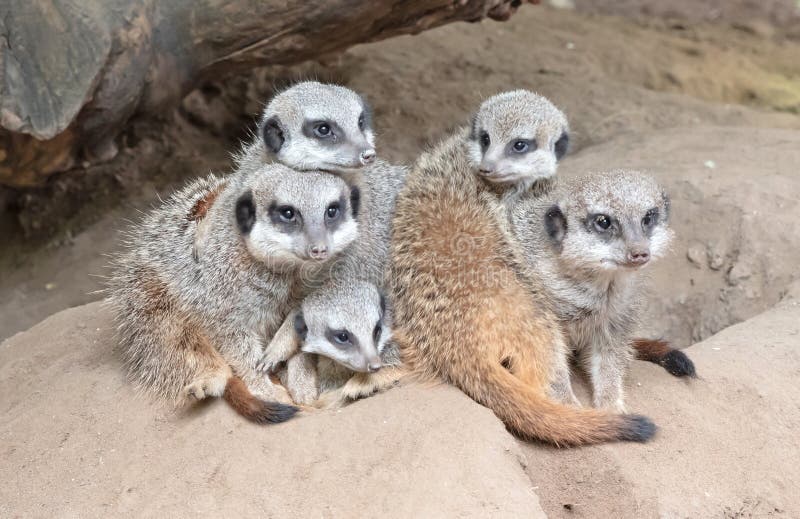 Suricate or Meerkat Family on Sand Stock Image - Image of wild, meerkat ...