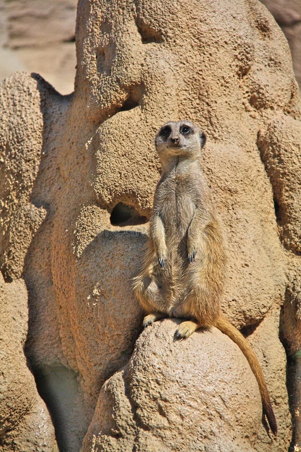 Suricate Meerkat stock image. Image of conservation, safari - 93503921