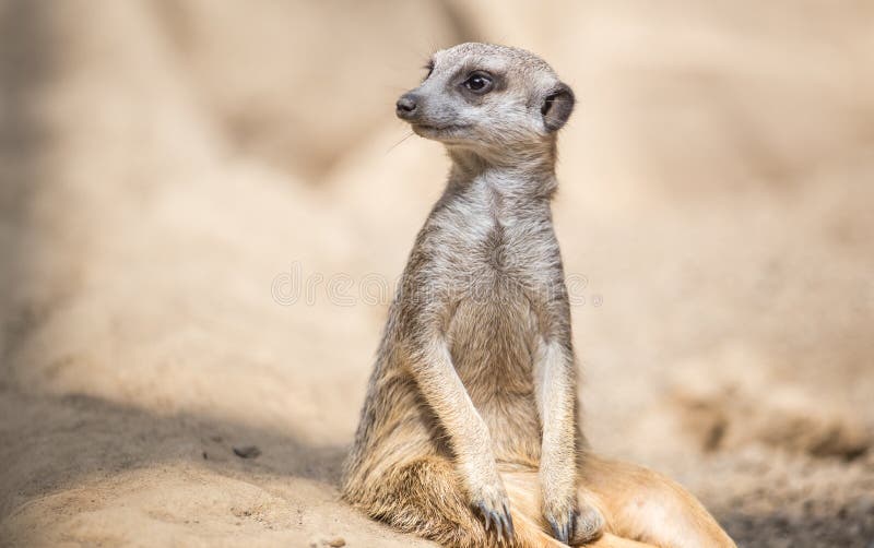 Suricate stock image. Image of suricate, away, cute, meerkat - 60537289