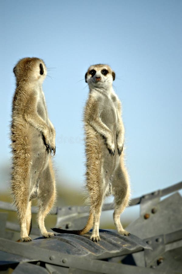 Suricate stock photo. Image of safari, scream, cute, african - 61313832