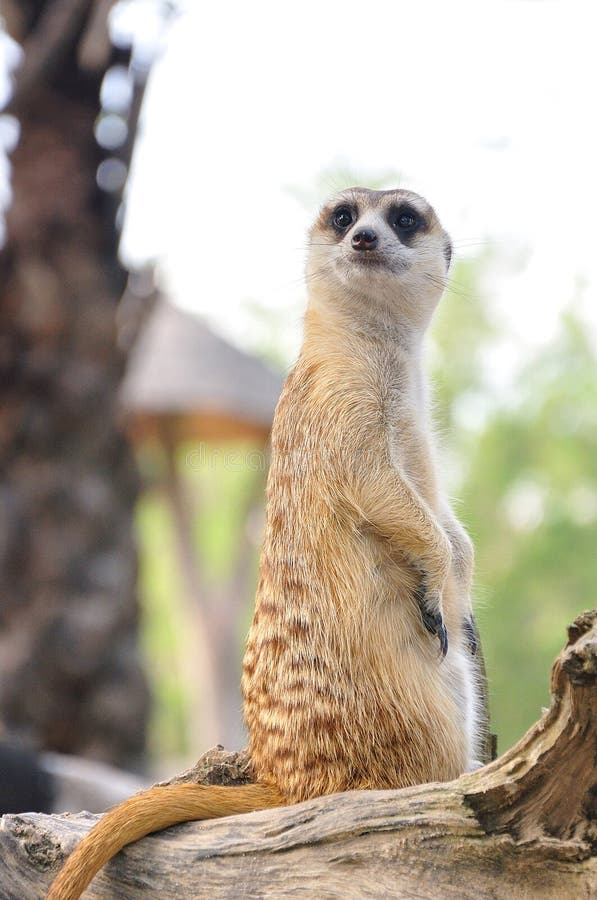 Suricate or Meerkat Standing Stock Photo - Image of eyes, wild: 29765374