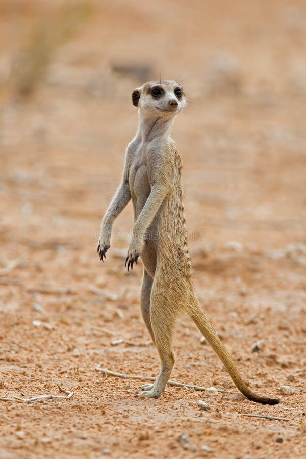 Suricate or Meerkat Standing in Desert Stock Image - Image of south ...