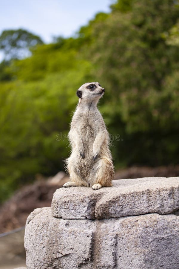 203 Meerkat Standing Side View Stock Photos - Free & Royalty-Free Stock ...