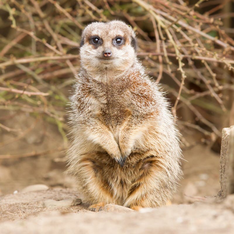 Suricate or meerkat stock photo. Image of guard, suricate - 30036176