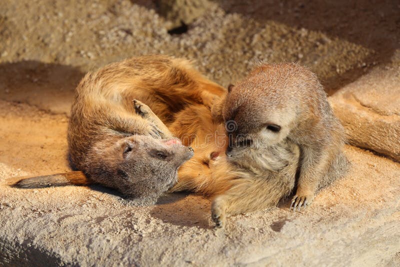 Meerkat (Suricata Suricatta) Stock Photo - Image of mongoose, animal ...