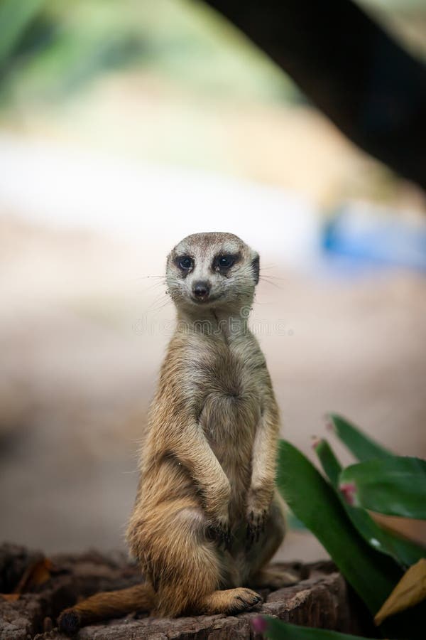 Suricate, Meerkat in the Zoo Park Stock Photo - Image of group ...