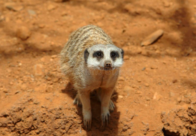 Suricate Mignon De Meerkat Regardant L'appareil-photo Image stock ...