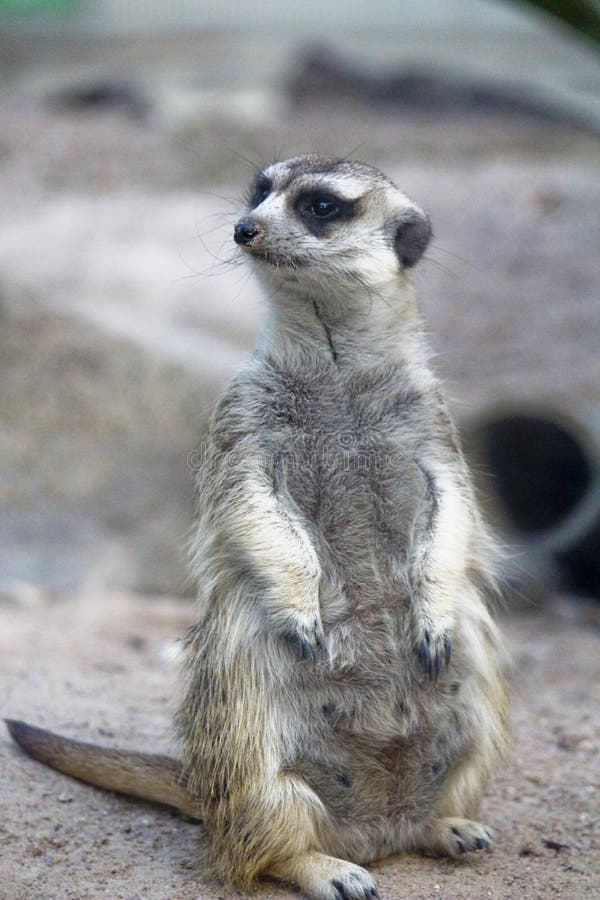 Suricata De Madagascar En Un Paisaje De La Arcilla Imagen de archivo ...