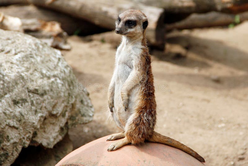 A Suricate on Observation Post, Latin Suricata Stock Photo - Image of ...