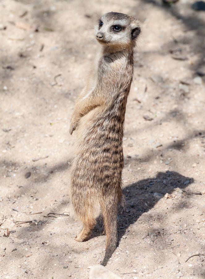 Suricate stock photo. Image of small, look, meerkat, funny - 53944186