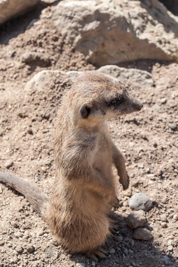 Suricate stock image. Image of lovely, eyes, look, upright - 53944241