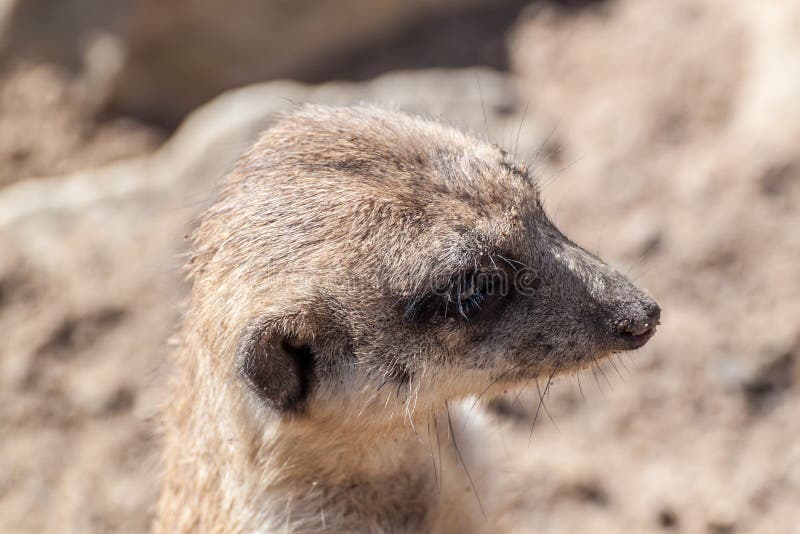 Suricate stock photo. Image of portrait, lookout, cute - 53944342
