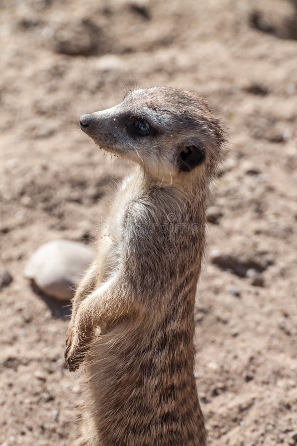 Suricate stock image. Image of lovely, portrait, baby - 53944441