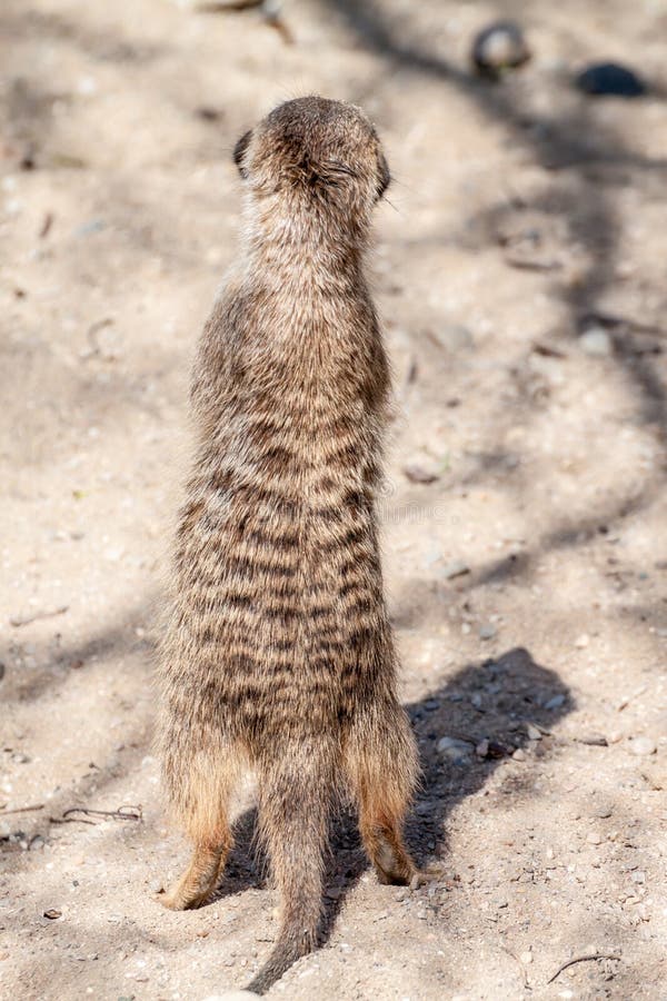 Suricate stock photo. Image of brown, eyes, desert, standing - 53944468