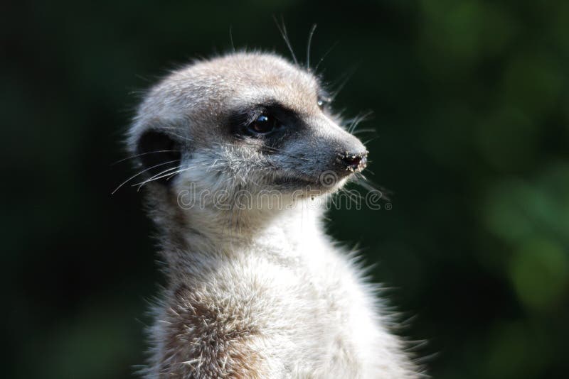 Suricate portrait stock photo. Image of watchful, portrait - 10695784