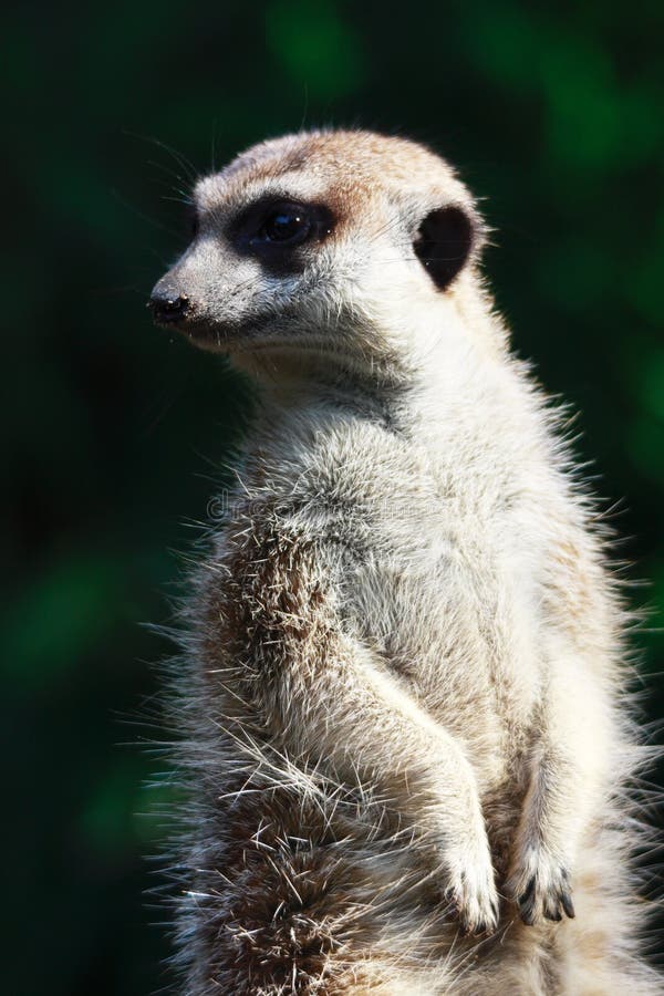 Suricate portrait stock photo. Image of meerkat, lookout - 10707838