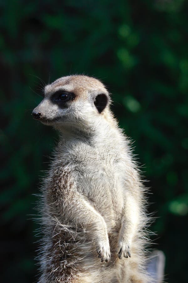 Suricate portrait stock photo. Image of suricatta, nature - 10759224