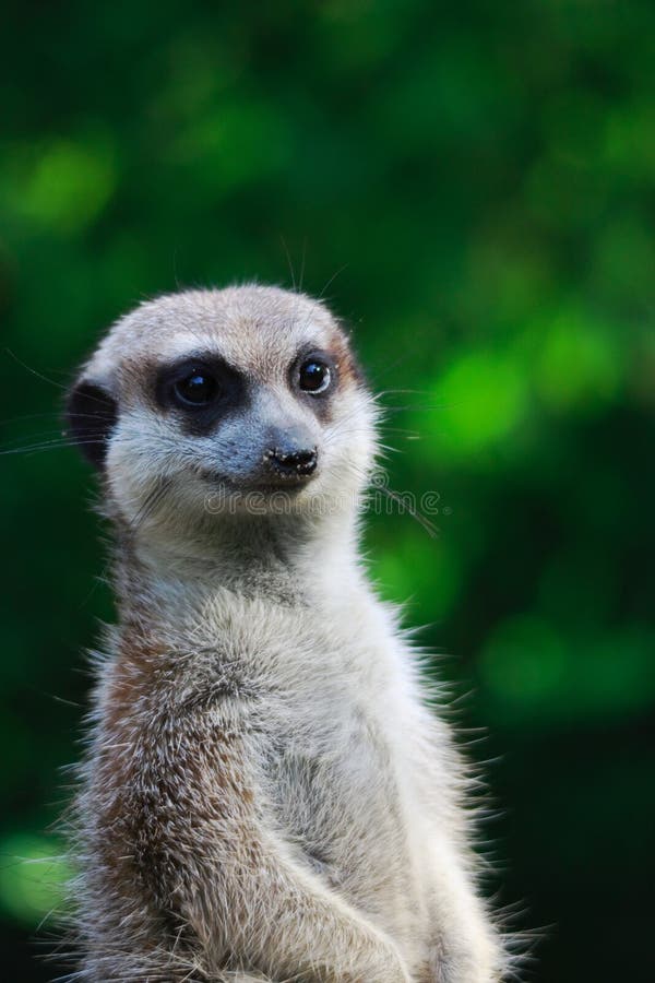 Suricate portrait stock image. Image of wildlife, africa - 10880497