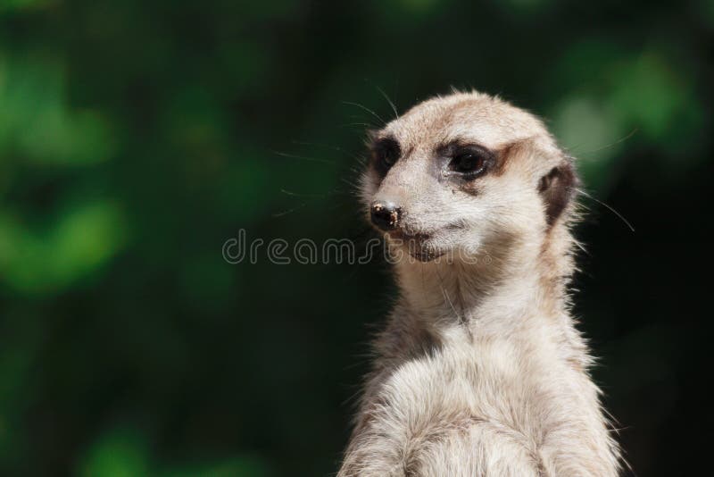 Suricate portrait stock photo. Image of mammal, animal - 11091326