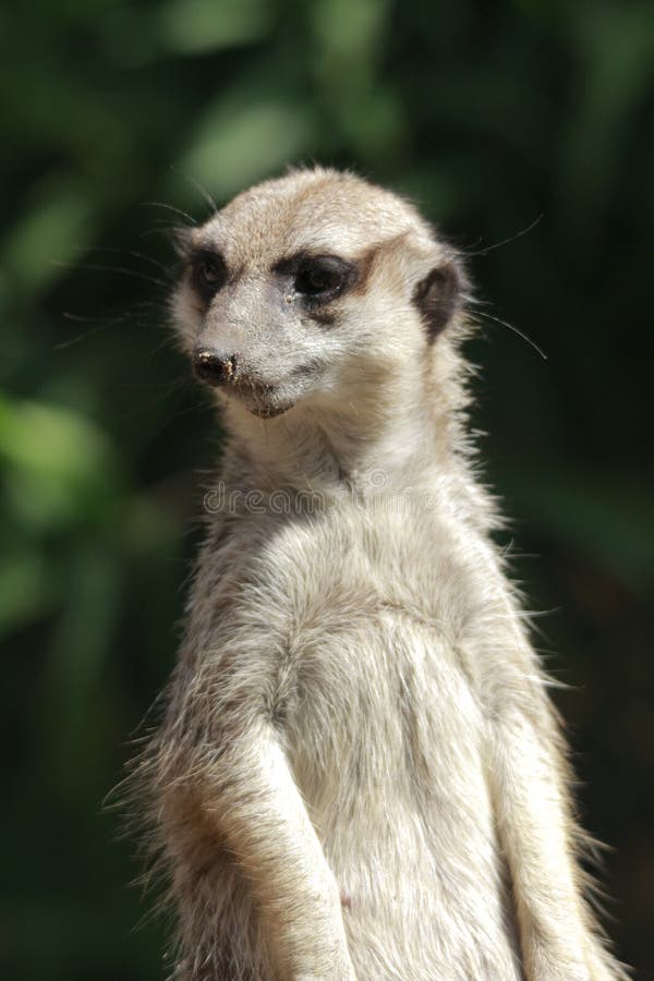 Suricate portrait stock photo. Image of watchful, curious - 11164970
