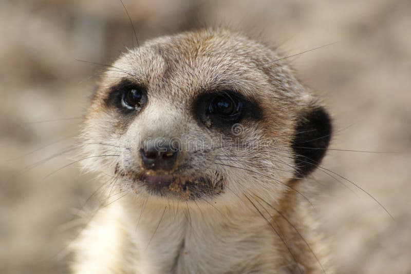 Suricate portrait stock photo. Image of wild, africa - 11192476