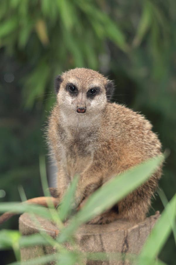 Suricate portrait stock photo. Image of cute, face, wild - 23690218