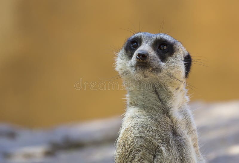 Suricate portrait stock photo. Image of natural, african - 25118472