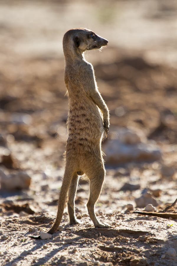 Suricate Sentry Standing in the Early Morning Sun Looking for Po Stock ...