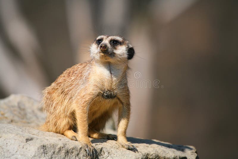 Suricate stock image. Image of look, claw, face, mammal - 38508021
