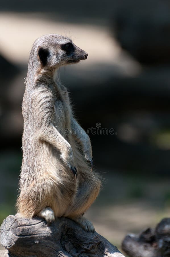 Suricate Standing on a Piece Wood Stock Photo - Image of safari, mammal ...