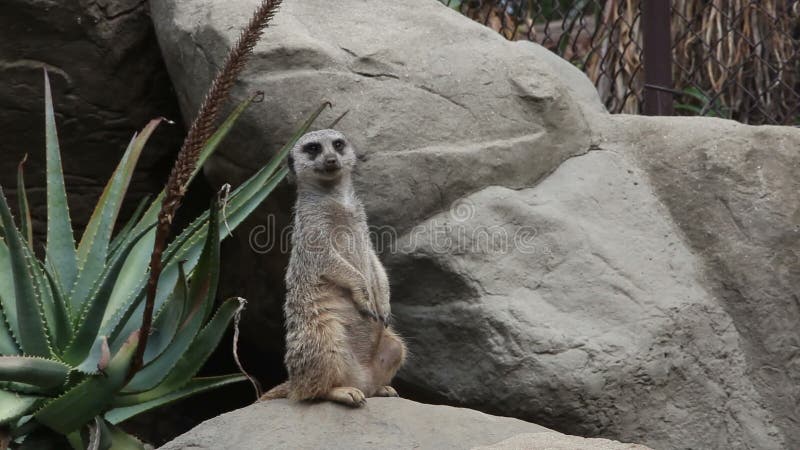 Suricate Standing Upright, Watching Stock Footage - Video of claw ...