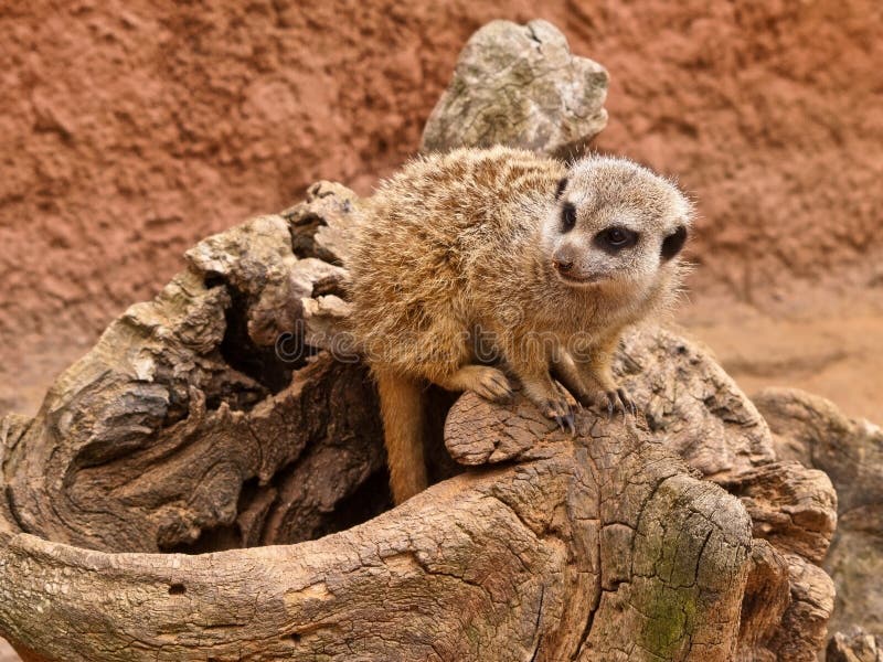 Suricate (Suricata Suricatta) Stock Image - Image of carnivore ...