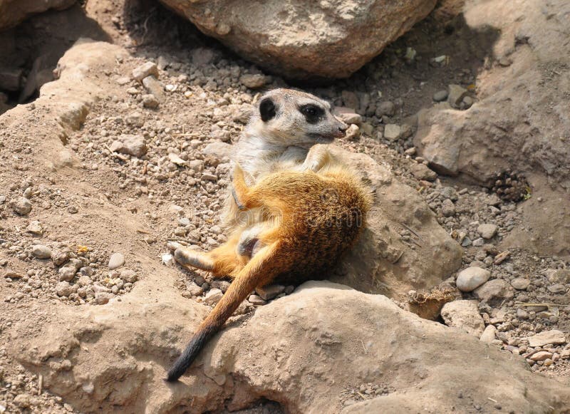 Suricate (Suricata Suricatta) Stock Photo - Image of lazy, wildlife ...