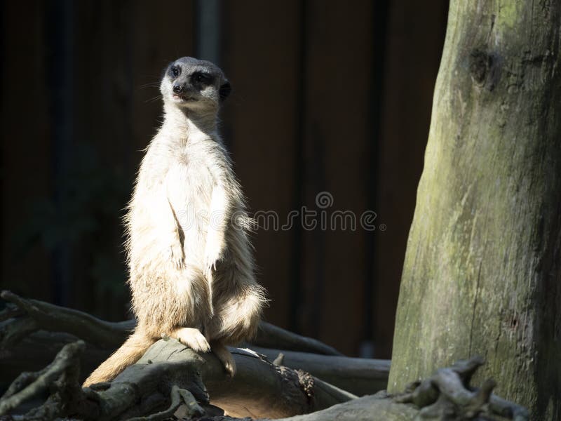 Suricate Suricata Suricatta is Watching the Surroundings Closely Stock ...