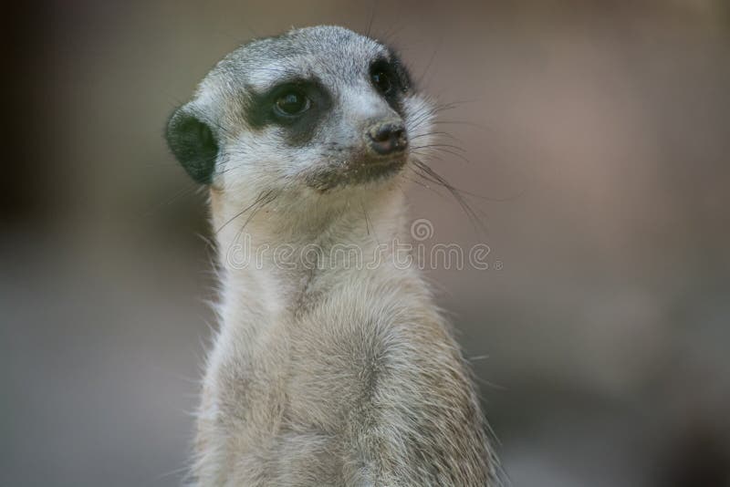Suricate stock image. Image of small, upright, nature - 100240869