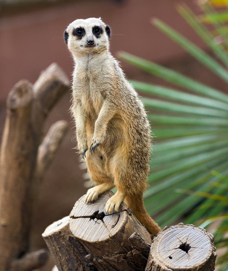 Suricate on tree stock photo. Image of predatory, wildlife - 45629732