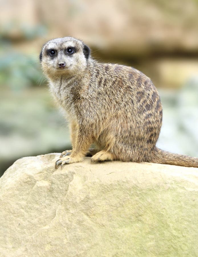 Suricate watching out stock image. Image of copy, sunlight - 70560553